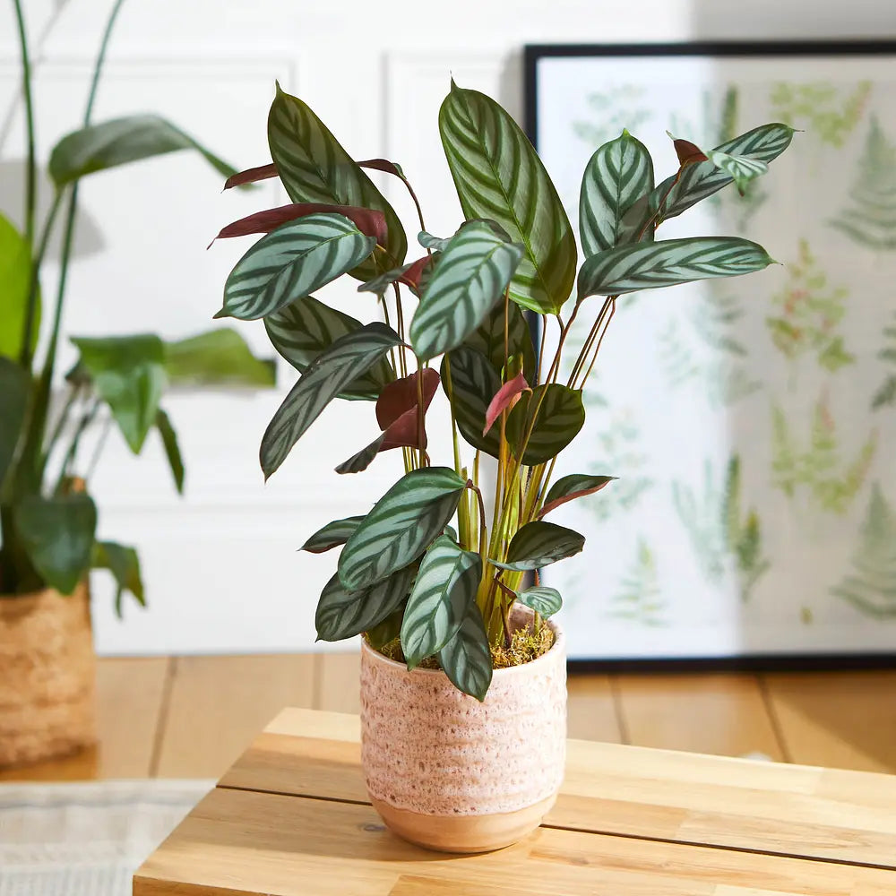 Plume Eco-Friendly Potted House Plant