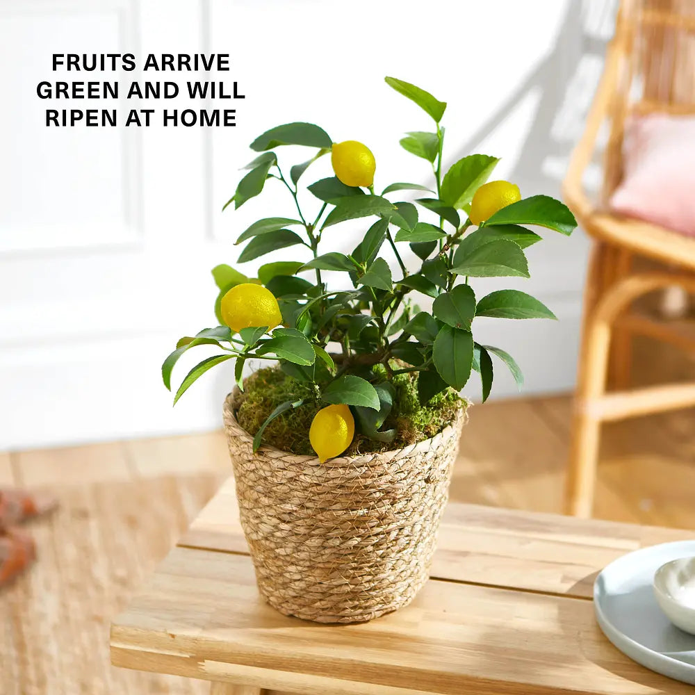 Sorrento Lemon Tree